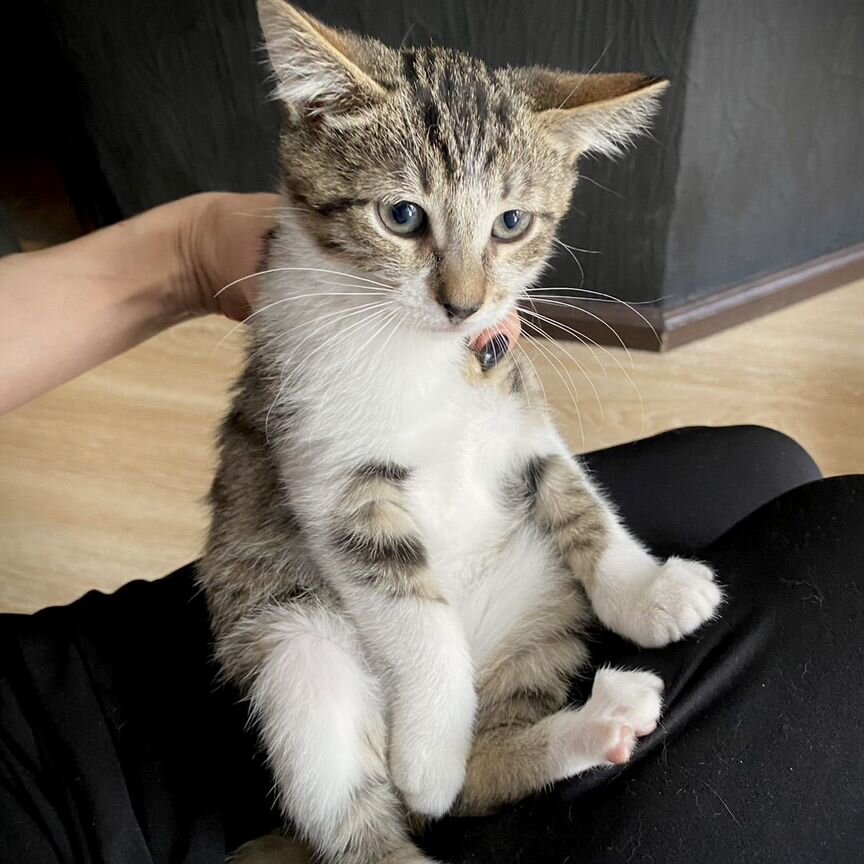 Котенок