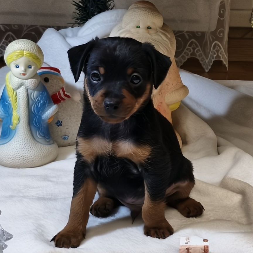 Цвергпинчер, щенок