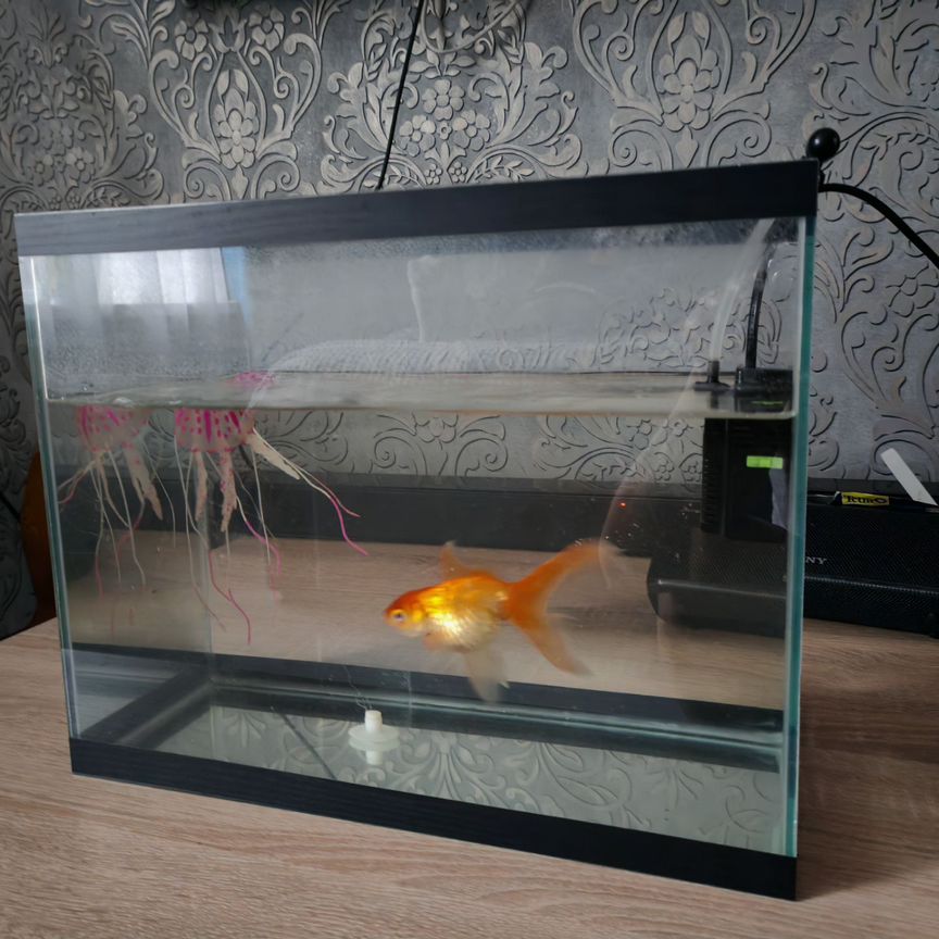 Золотая рыбка с аквариумом
