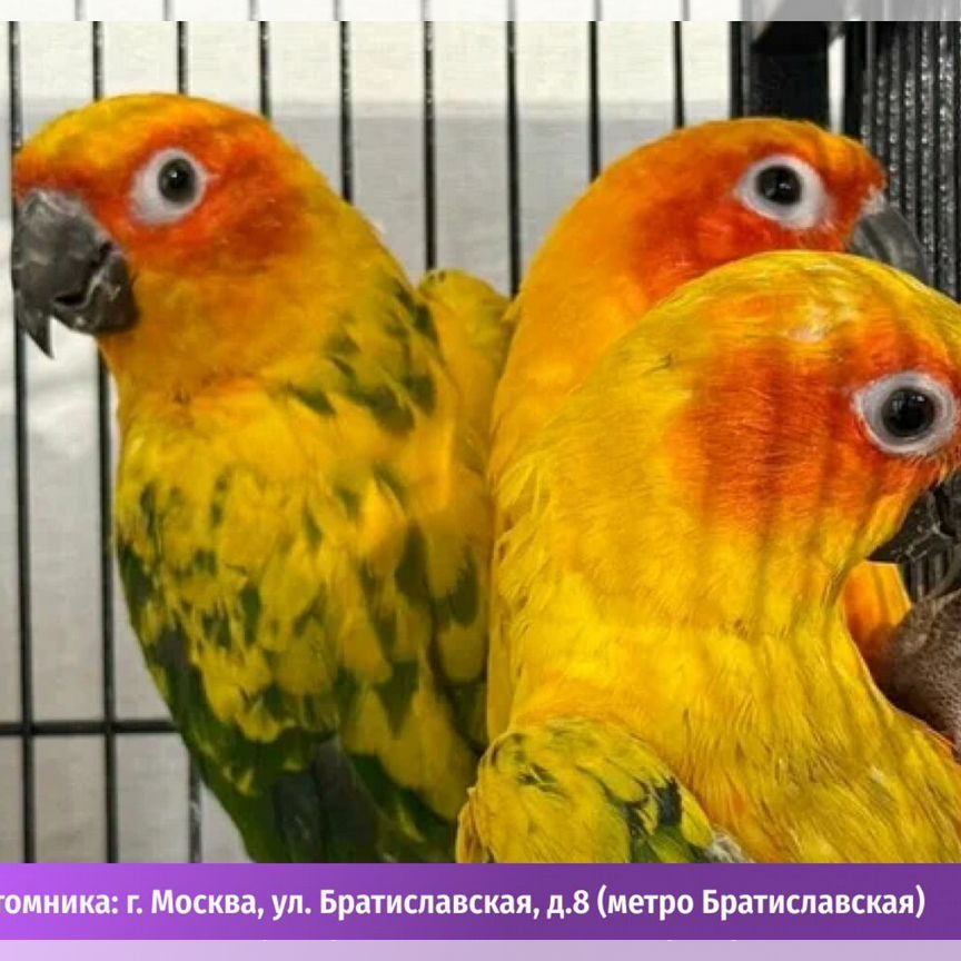 Попугай аратинга