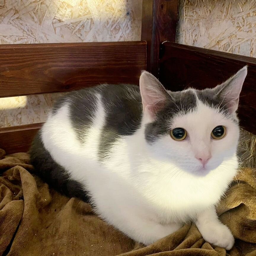 Лапочка