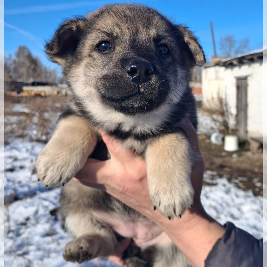 Щенок в добрые руки