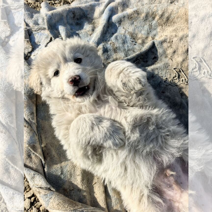 Щенок в добрые руки