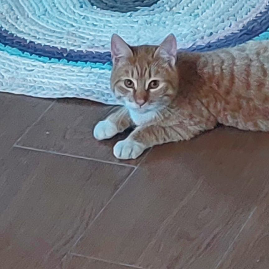 Котик спасенный ищет дом