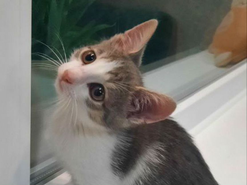 Котенок в добрые руки, бесплатно