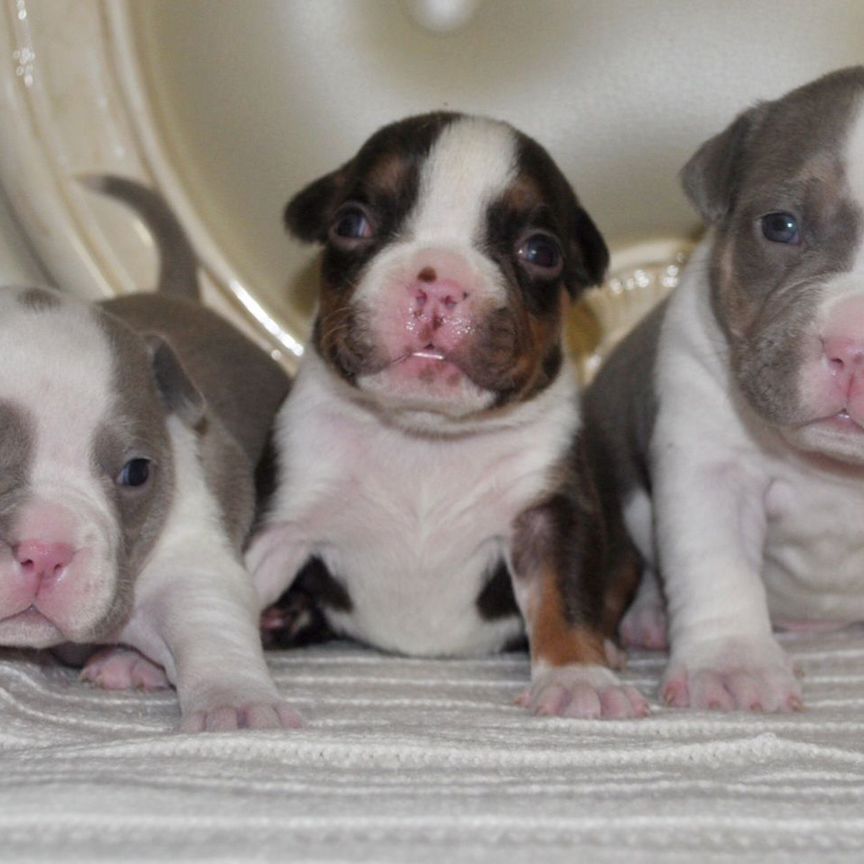 Щенки Американские Булли