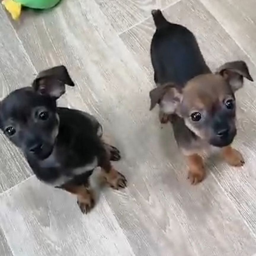 Тойтерьер мальчики