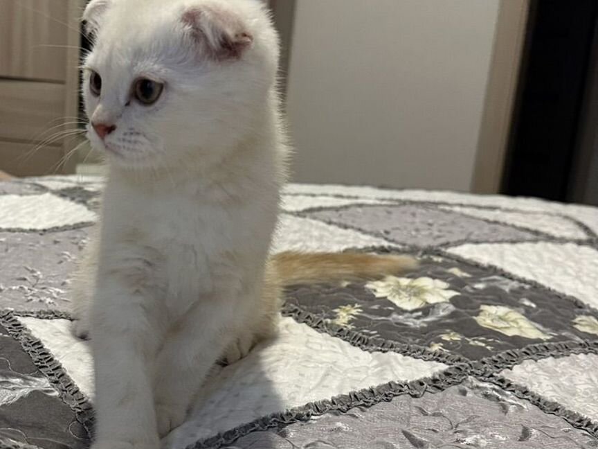 Котята