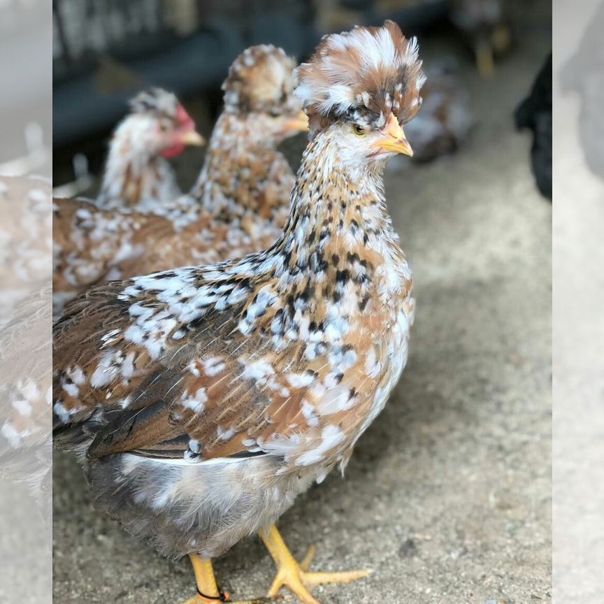 Инкубационное яйцо