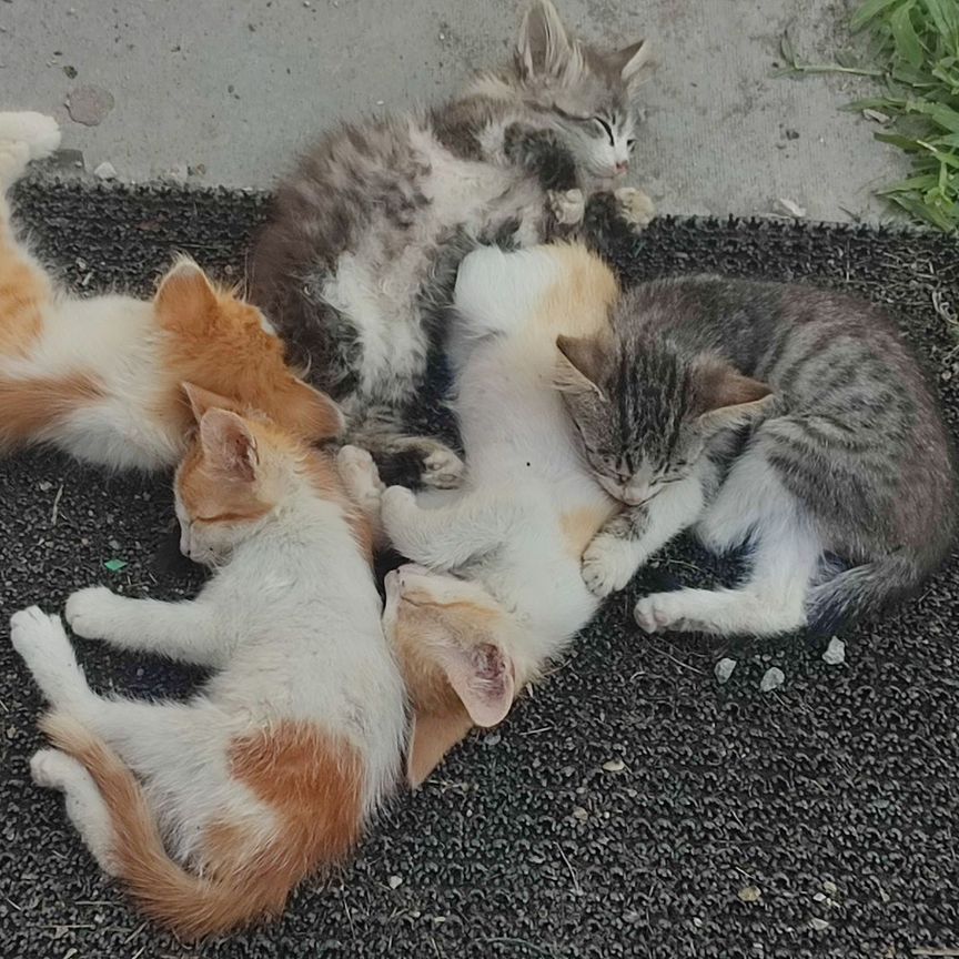 Кошка