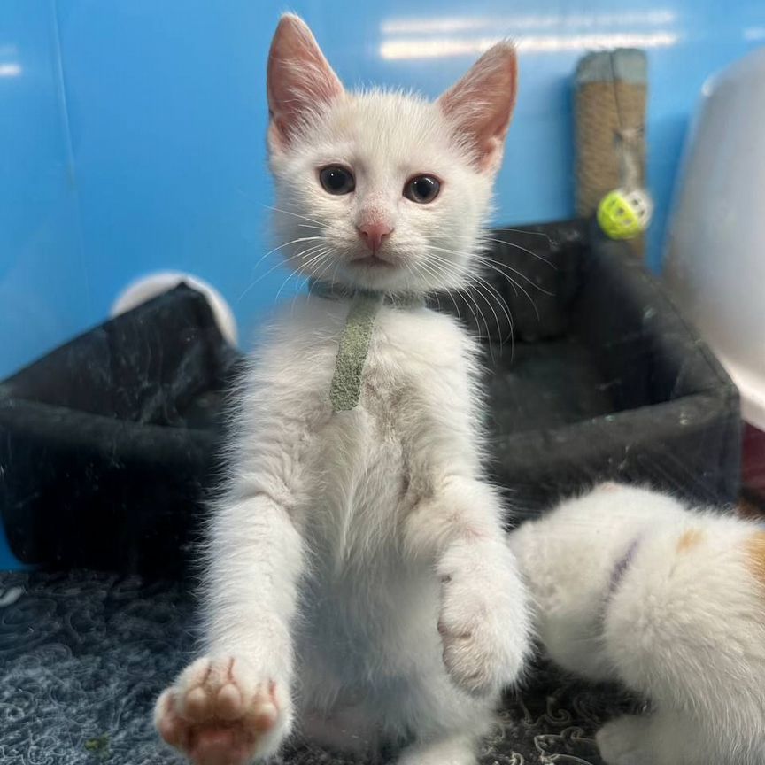 Беленькая девчушка.1,5 мес