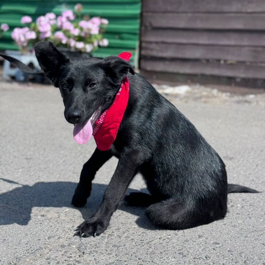 Щенок маффин