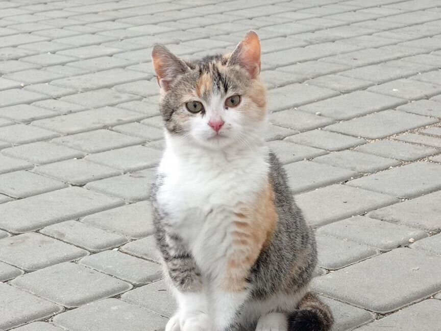 Котята в добрые руки даром