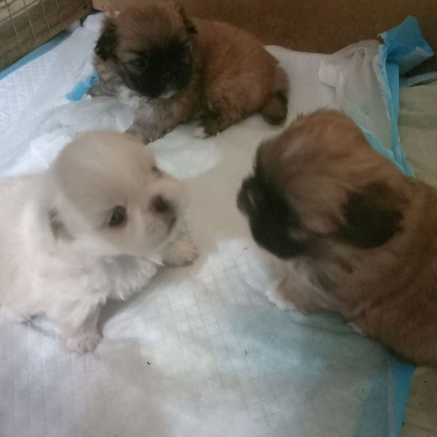 Щенки пекинеса