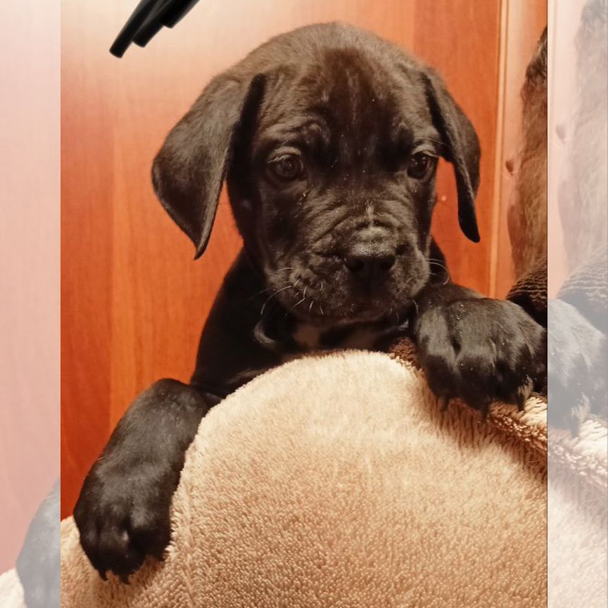 Кане Корсо пацан