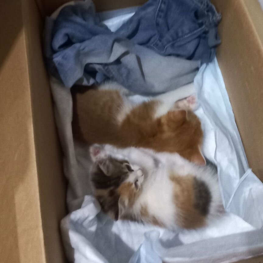Котята ищут дом и заботливые ручки
