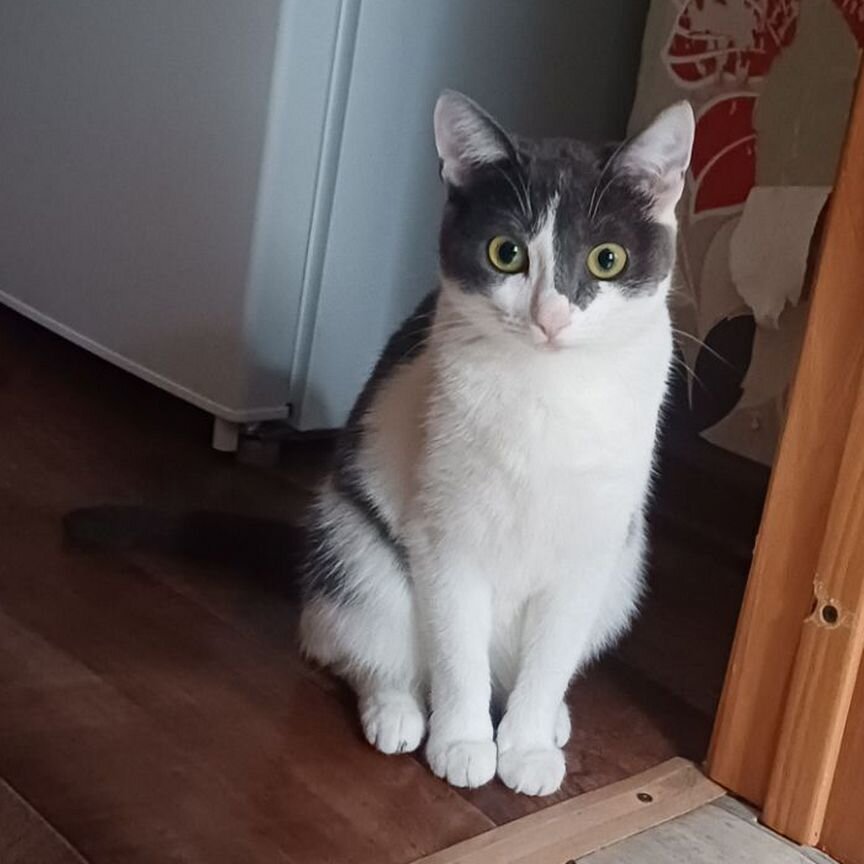 Взрослая, кошка в добрые руки