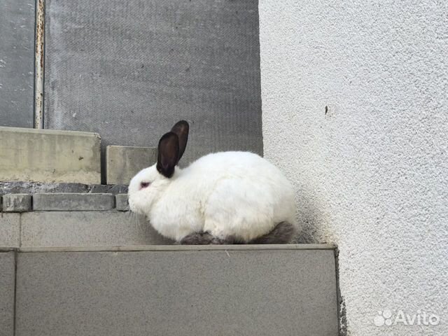 Калифорнийский кролик