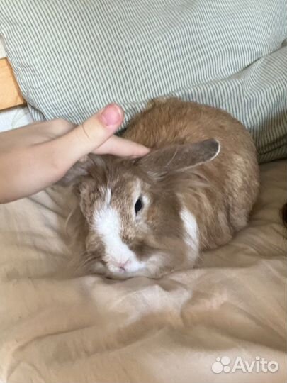 Декоративный кролик в добрые руки