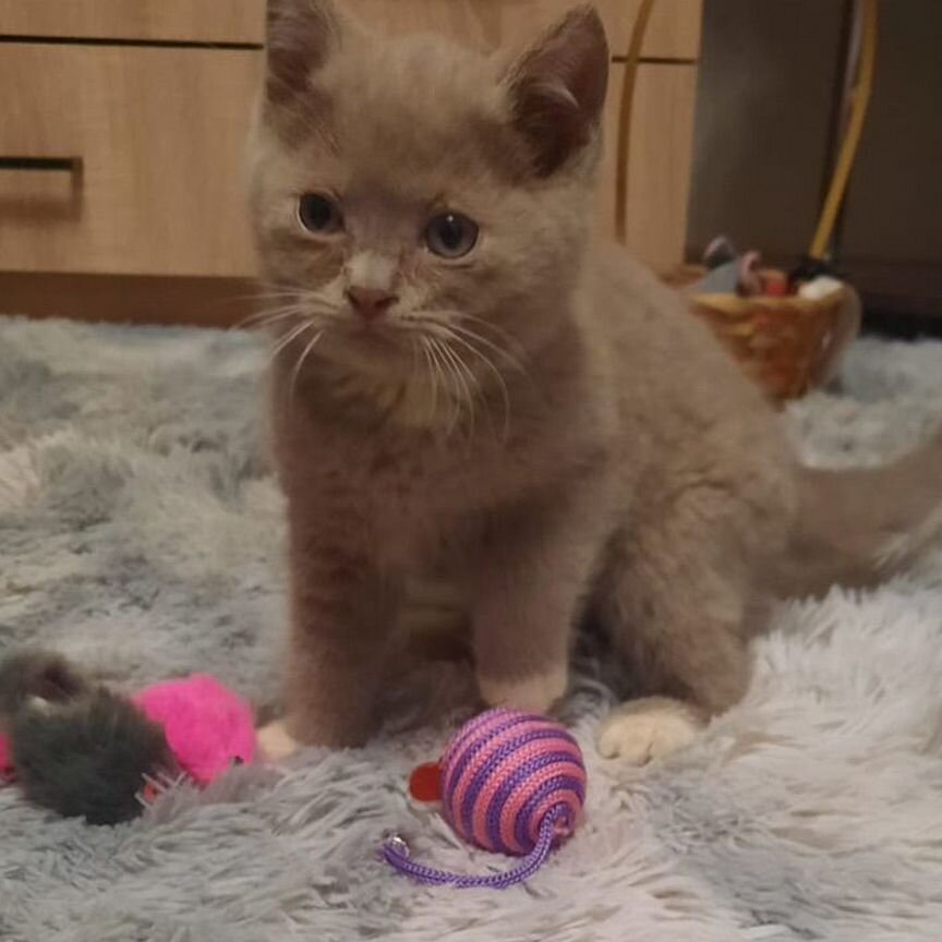 Котёнок в добрые руки