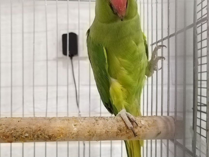 Ожереловый попугай