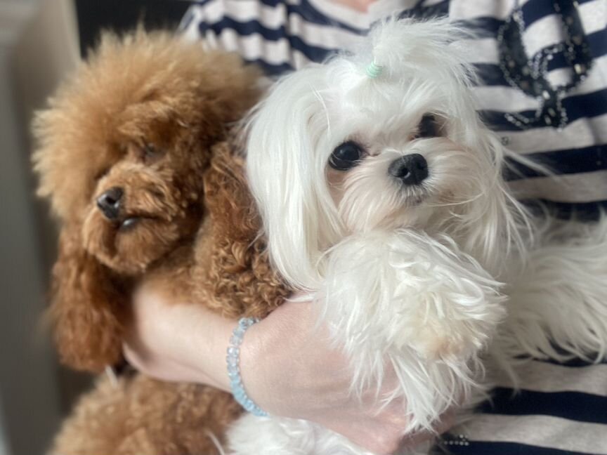 Мальтипу (деточки резерв)