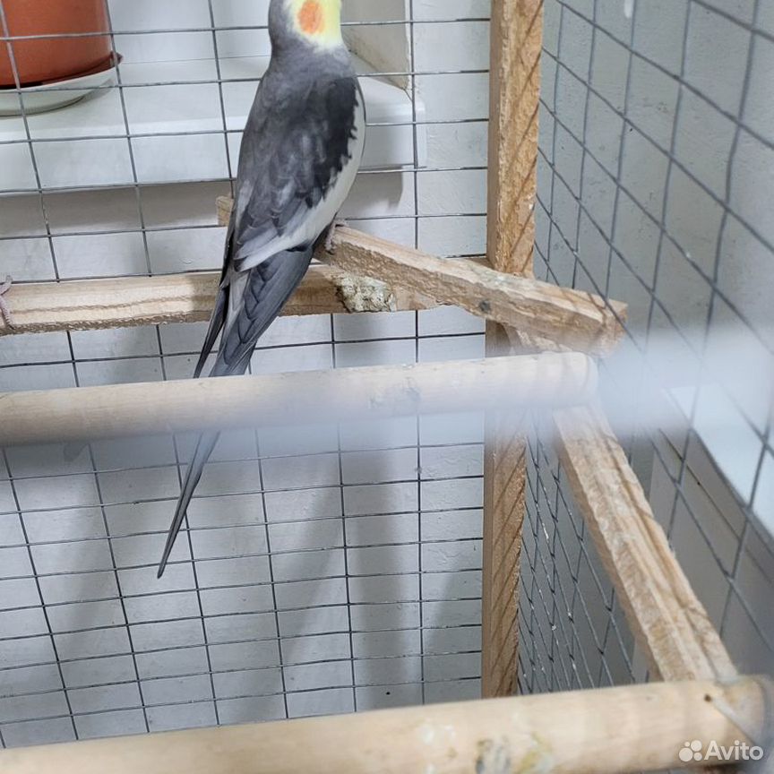 Попугай корелла