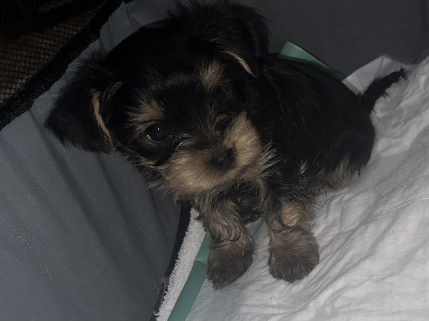 Йоркширский терьер