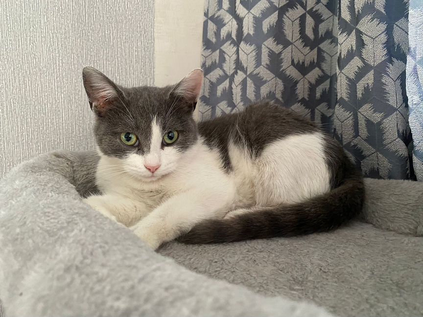Кошечка