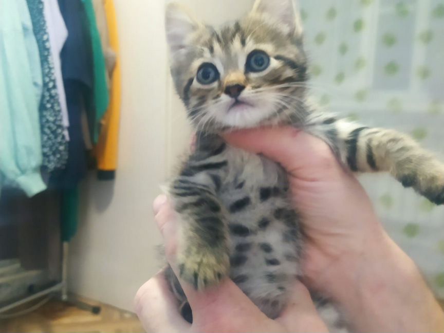 Шотландские котята (кот)