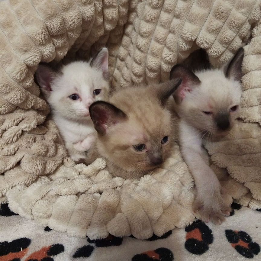 Котята метисы тайские