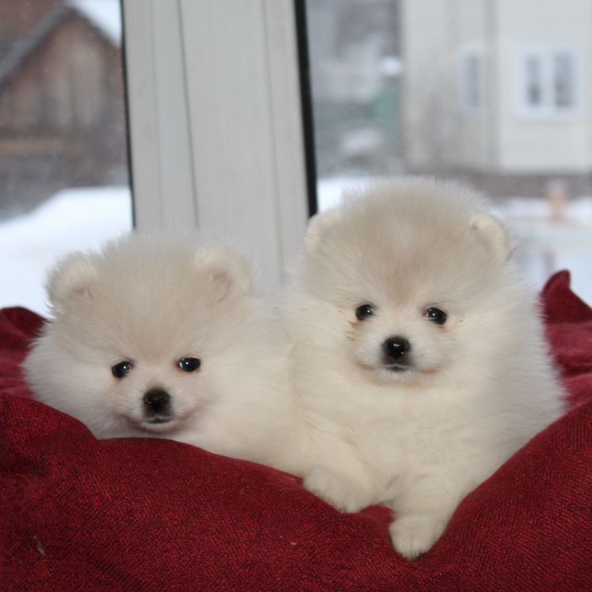 Щенки померанского шпица