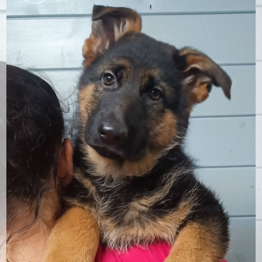 Немецкая овчарка, щенок