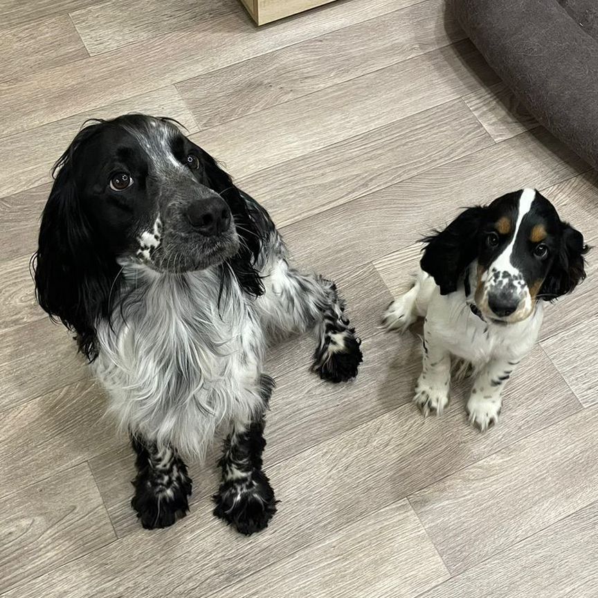 Русский охотничий спаниель, взрослый пёс