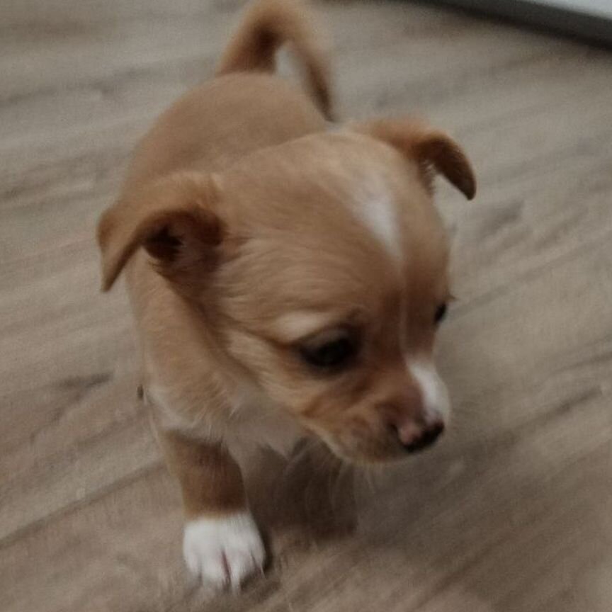 Чихуахуа, щенок