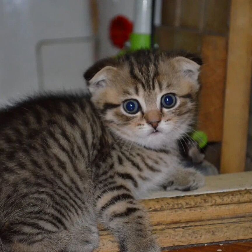 Котята красавчики