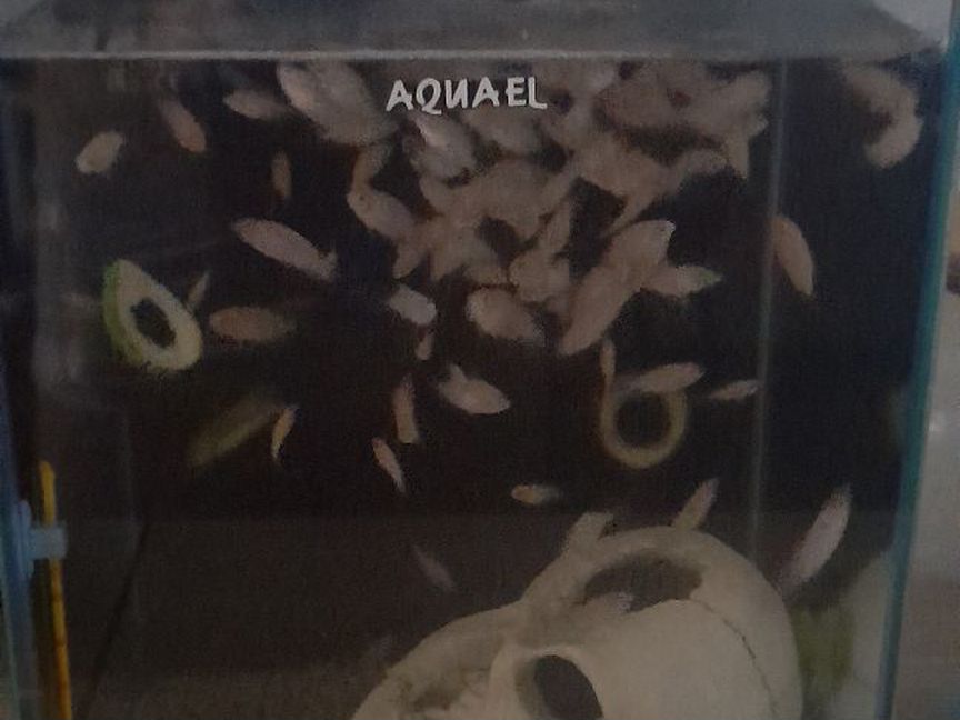 Аквариум с рыбками