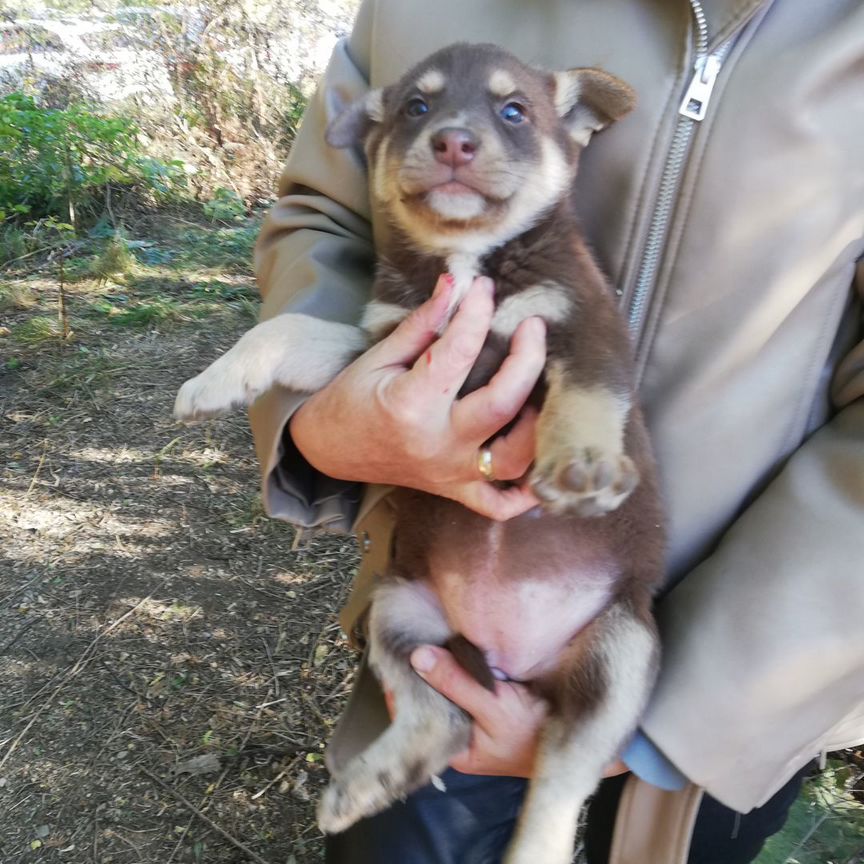 Щенки на охрану