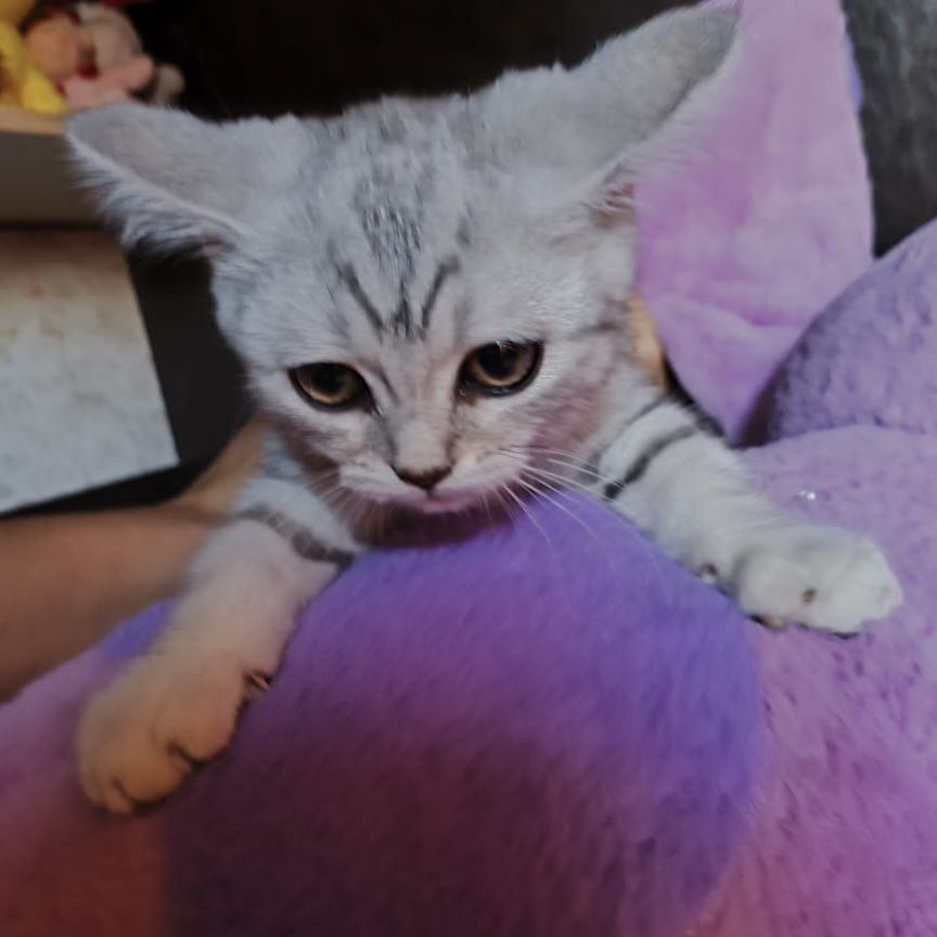 Кошечка 3м