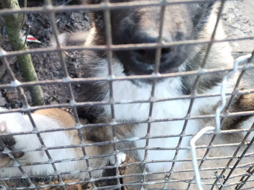 Щенки в добрые руки