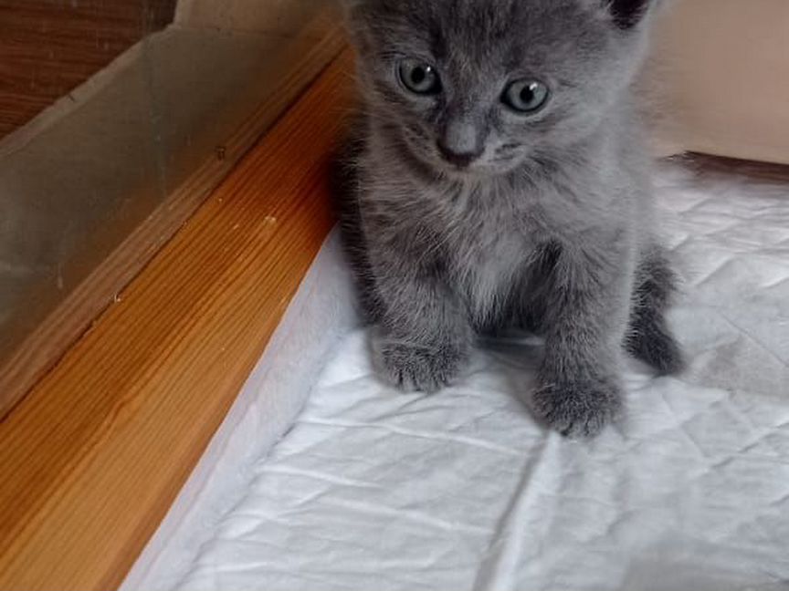 Котята в добрые руки бесплатно