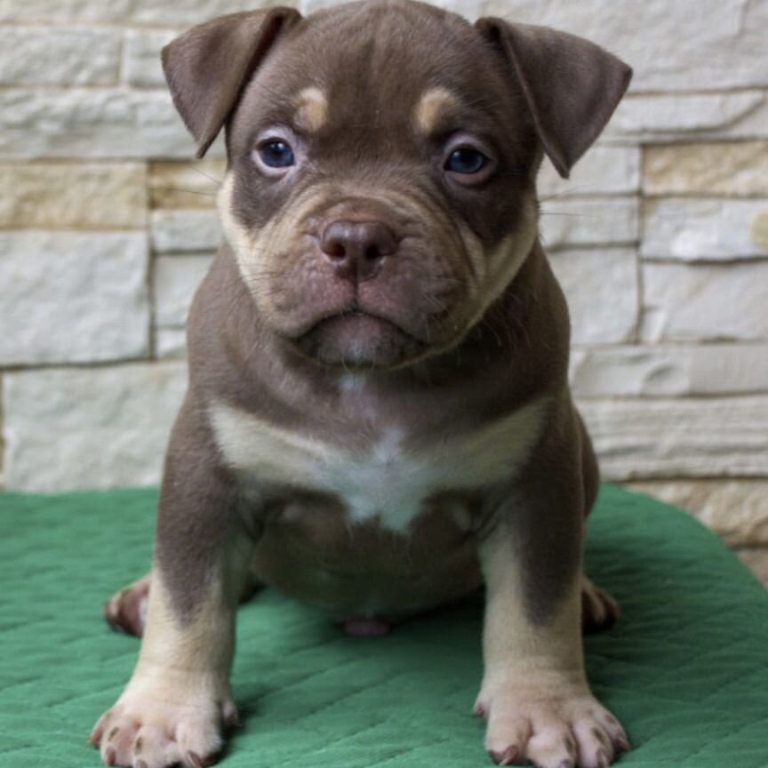 Американский булли покет