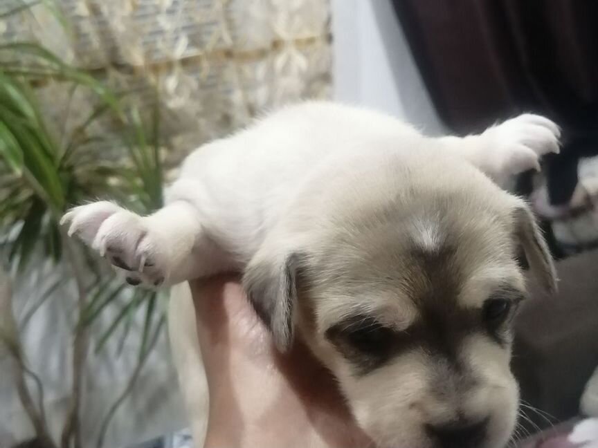 Француз+Той