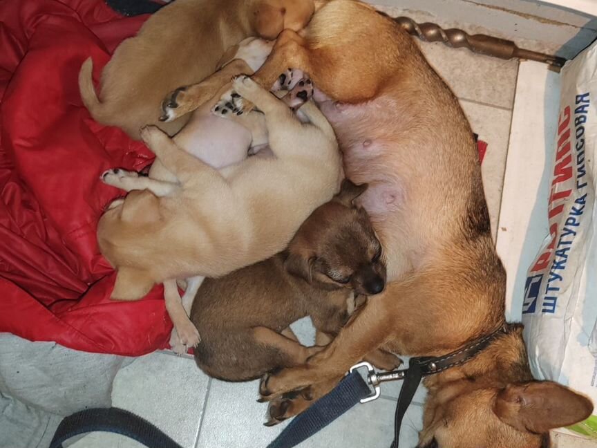 Маленькая собака