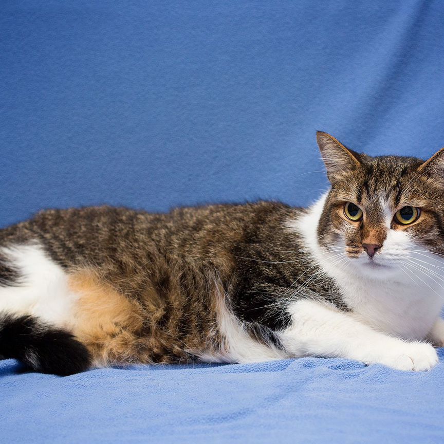 Взрослый кот в добрые руки