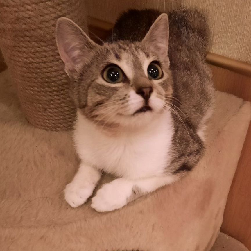 Европейский короткошёрстный котёнок