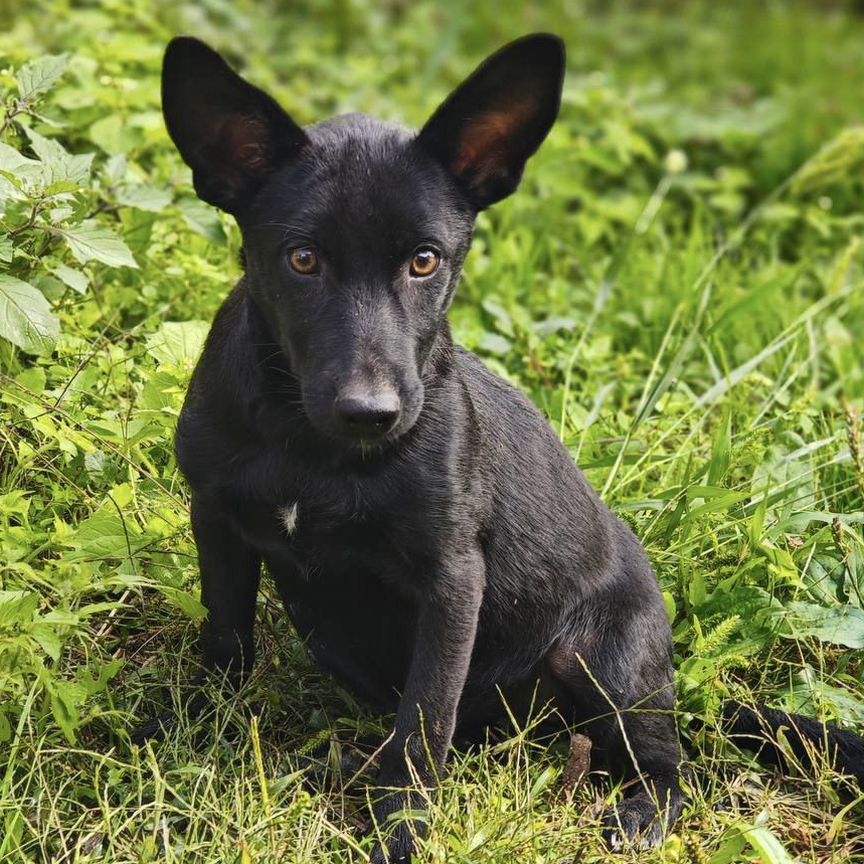 Щенок в добрые руки