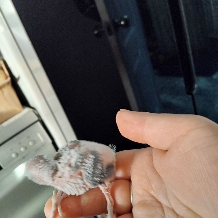 Птенцы волнистых попугаев