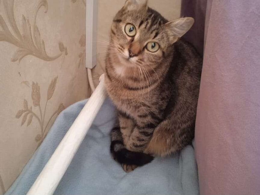 Кошка спасите кошку от улицы