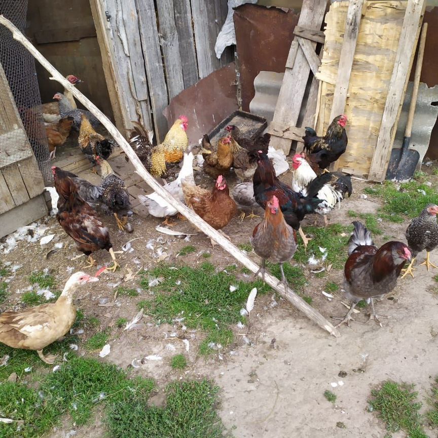 Куры, утки и гуси